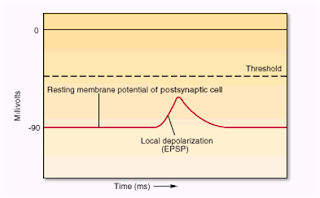 Physiology: L3: Action Potential and conduction