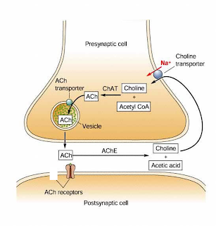 Physiology: L4: Synapses&neurotransmitters