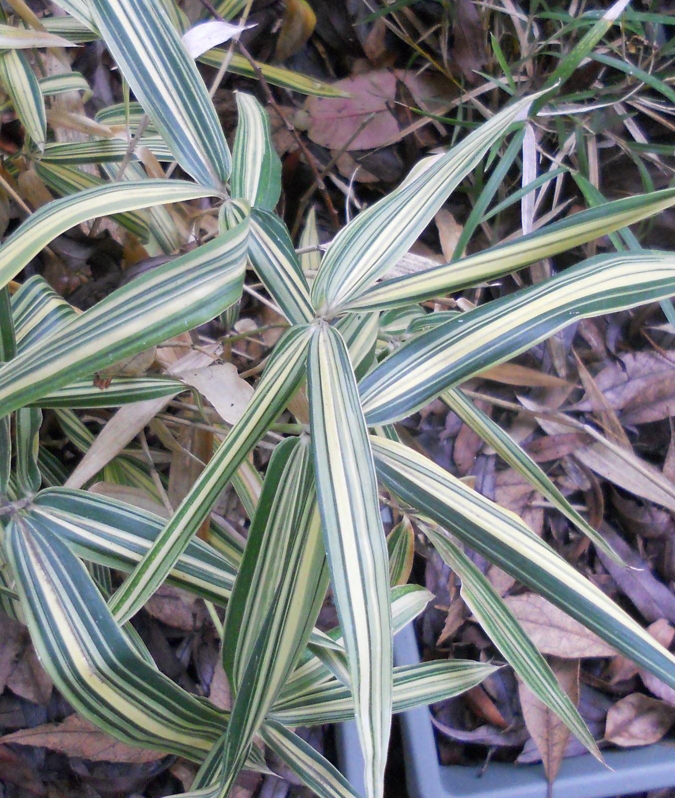 Bamboo Geek: Miniature bamboo: Short on stature, but not on beauty...