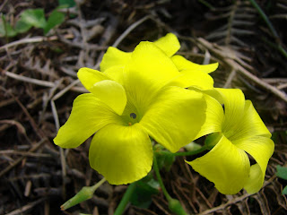 Grupo de Fotografia de Natureza - Amigos dos Açores: Erva Azeda
