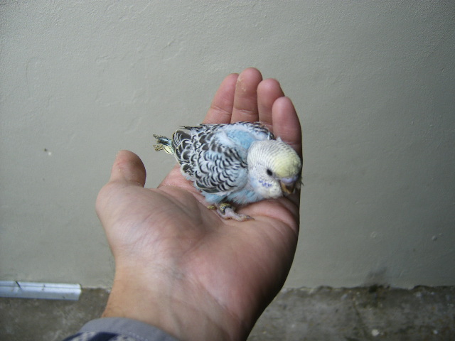 Cantinho das Aves: Os meus Periquitos bebes