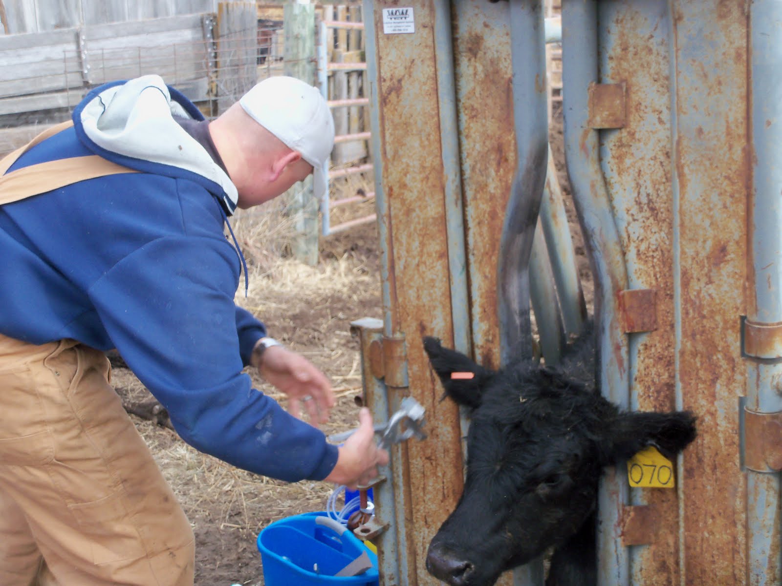 Kim's County Line: Aggie: The Cattle Wrangler