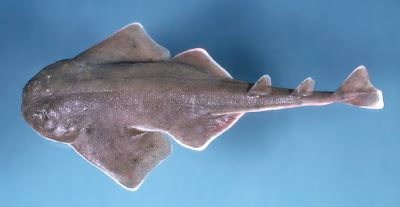 Types Of Sharks: Angel Shark