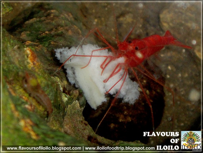 The enchanted "pulang pasayan" of Isla Tiniguiban in Guimaras