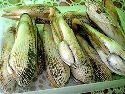 "Clam"ouring for DIWAL