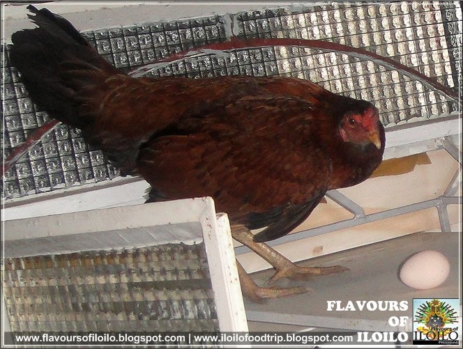 Bisaya: Native chicken and eggs