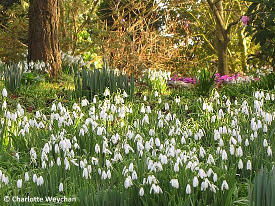 See the best snowdrops in Britain - gardens where they bloom!