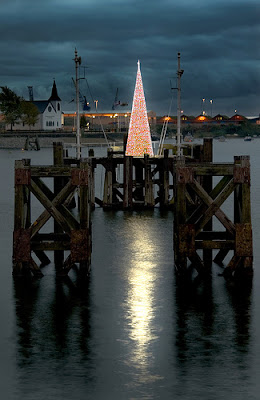 Milo & co: Christmas trees around the world!