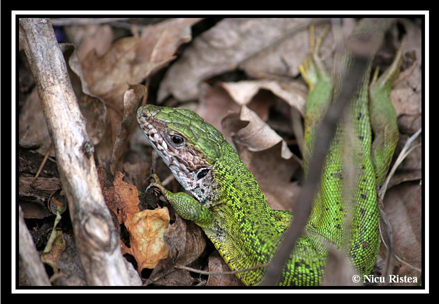 Poze Nicu Ristea: Gustere (Lacerta viridis)