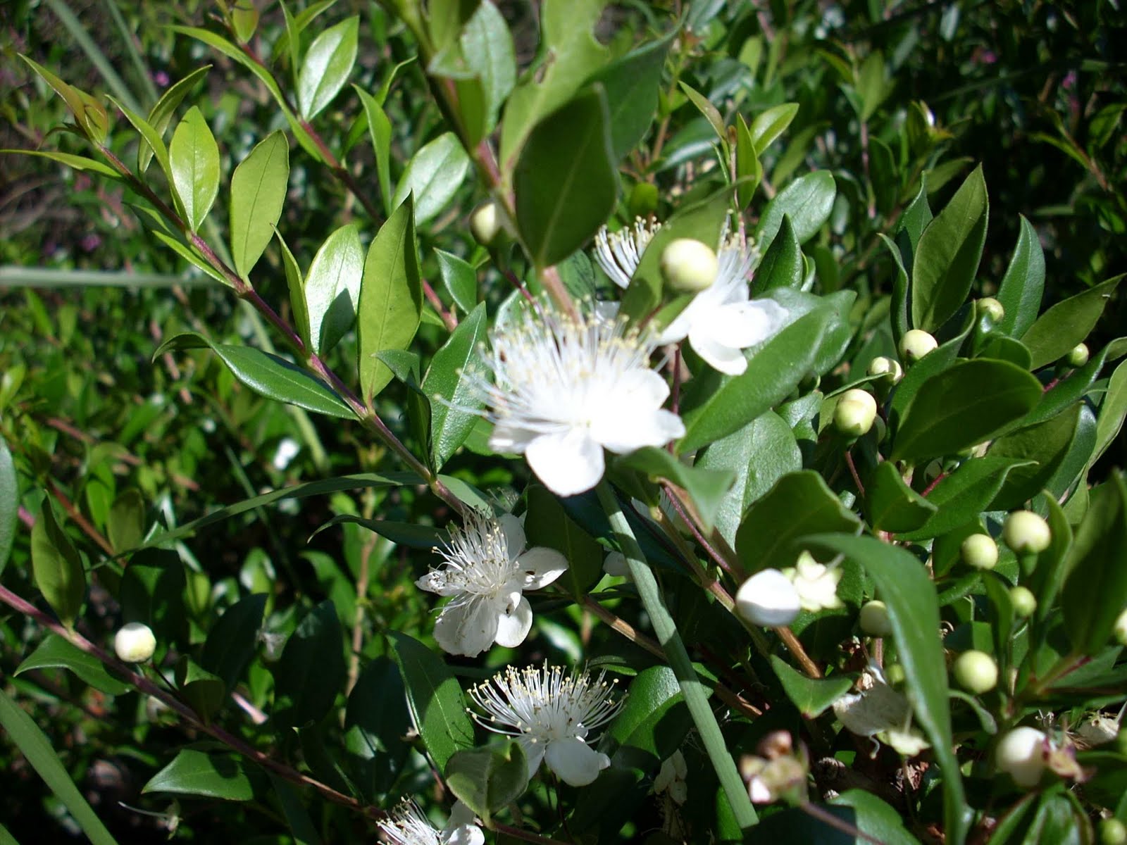 Naturaleza Benalup: Mirto, arrayán (Myrtus communis)