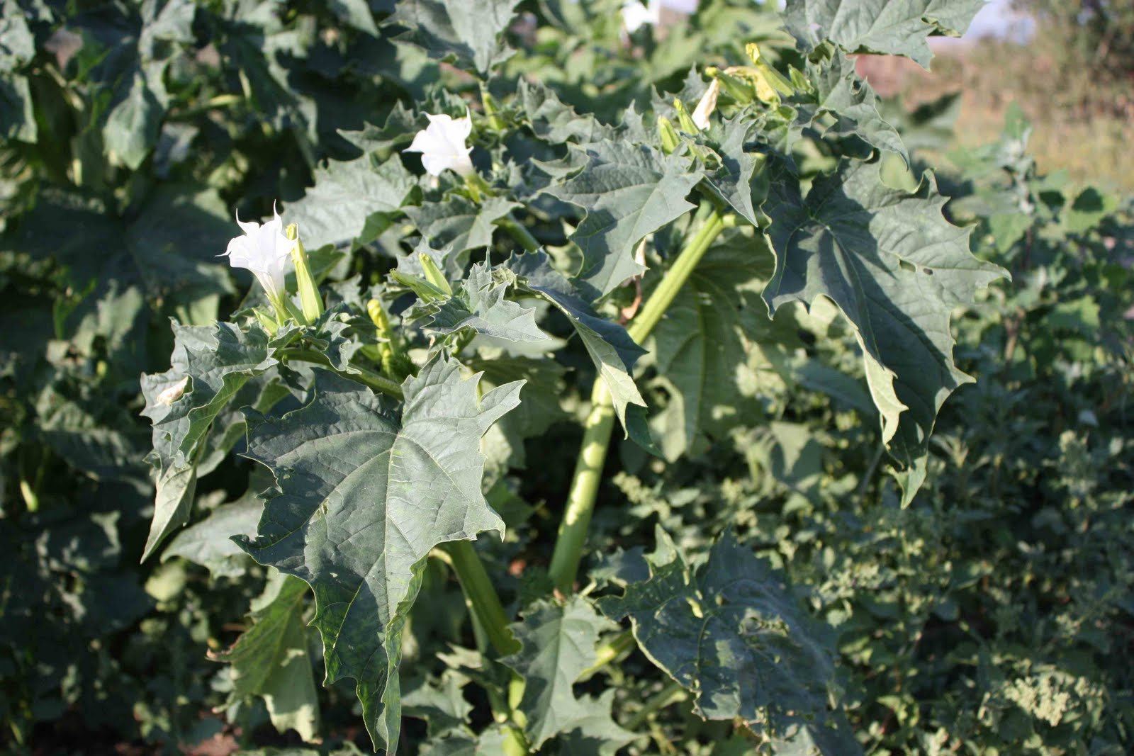 Naturaleza Benalup: Estramonio, flor de la trompeta (Datura stramonium)