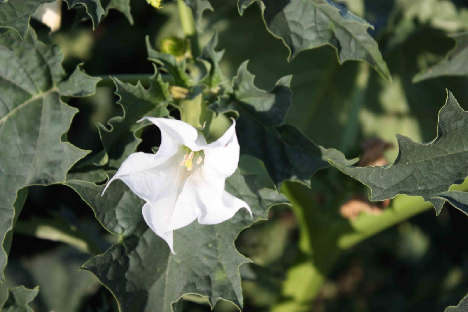 Naturaleza Benalup: Estramonio, flor de la trompeta (Datura stramonium)