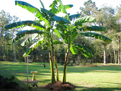 Welcome to our home: The Story of the Banana Tree