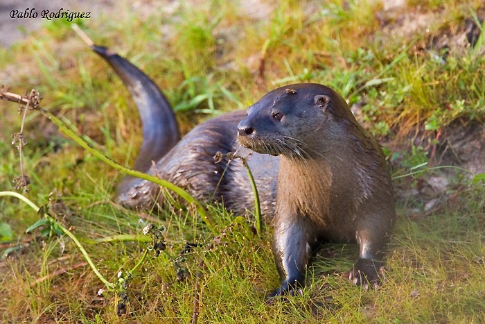 CONSERVACION: LOBITO DE RIO - (Lontra longicaudis)