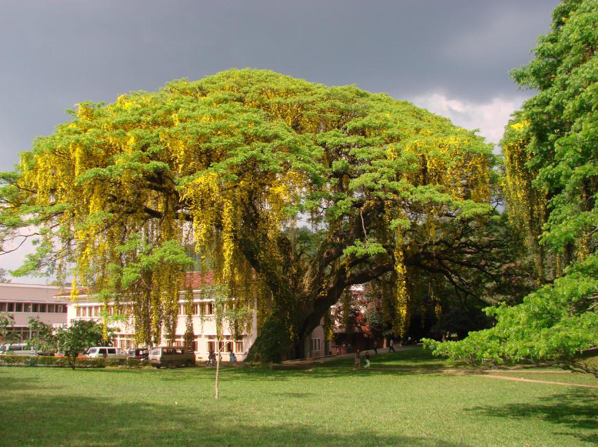 beauty of university of peradeniya: BEAUTY OF UNIVERSITY OF PERADENIYA.
