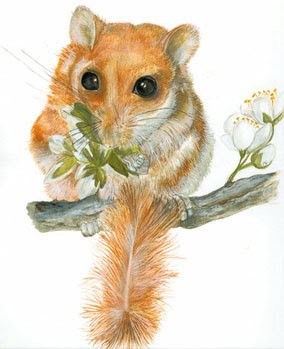 Alberto Pilotto: Altri animali