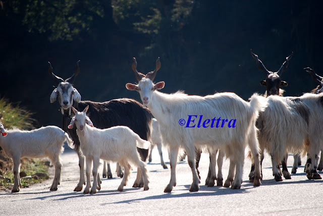 Ad Maiora: Le capre