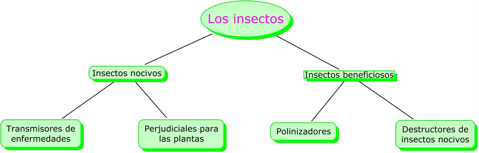 naty blog de las cosas: Mapa de los insectos.
