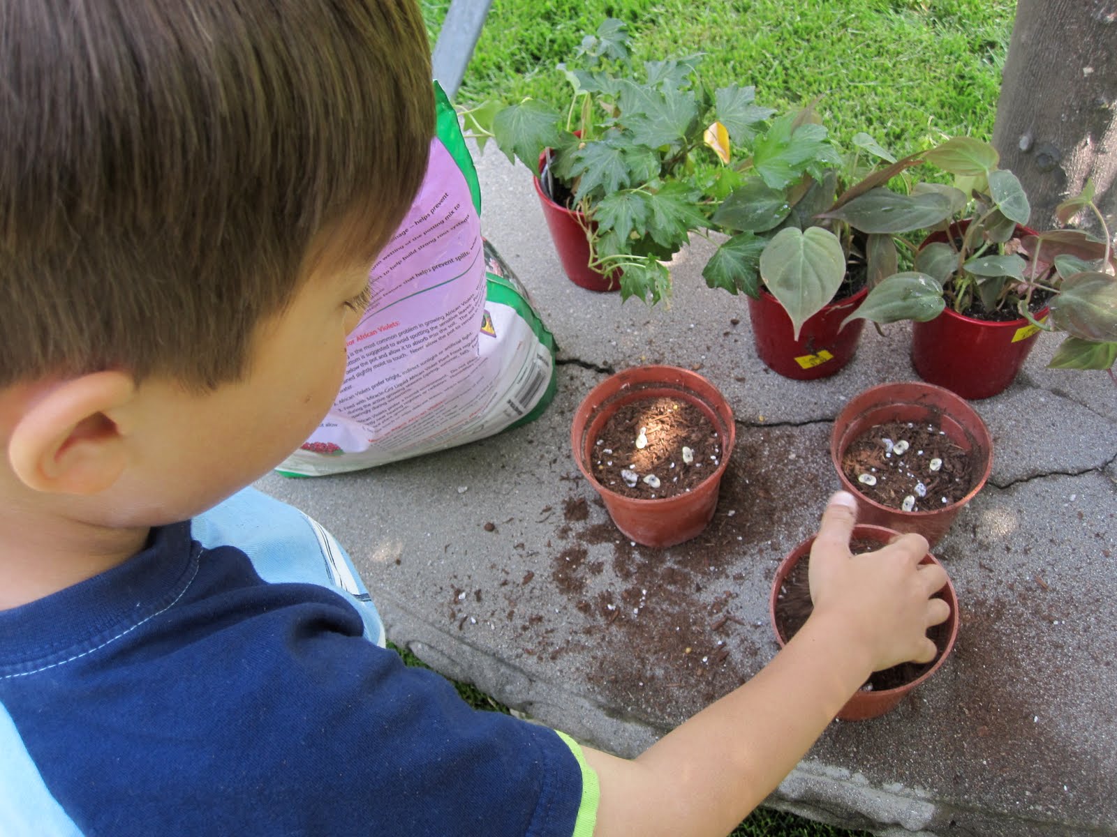 After adding some soil on top of the seeds – careful so as not to ...