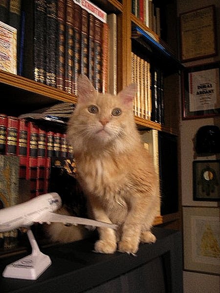 D: JORGE LUIS BORGES, A UN GATO