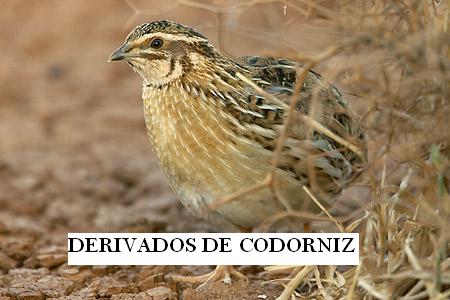 DERIVADOS DE CODORNIZ: ANTECEDENTES HISTÓRICOS DE LA CODORNIZ