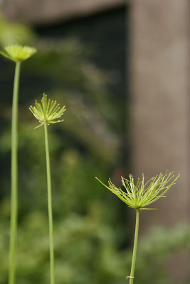 PlantWerkz: Papyrus Plant -Cyperus Papyrus