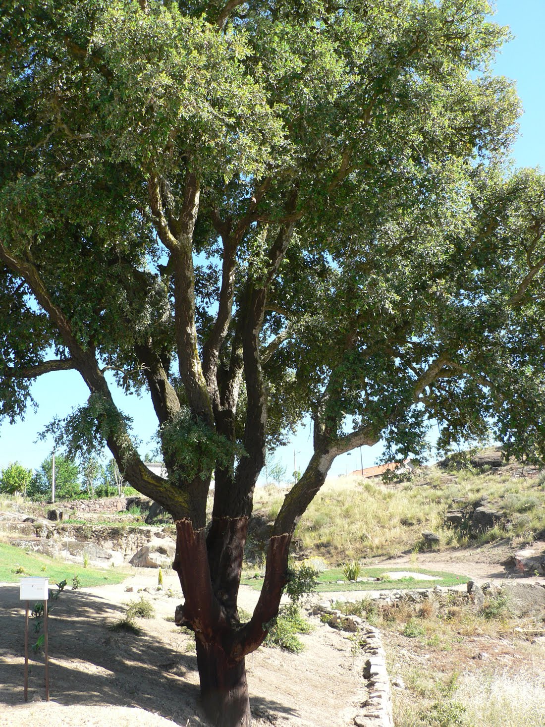 Á R B O L E S (T R E E S): Quercus suber L (ALCORNOQUE)