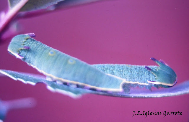 METAMORFOSIS FANTÁSTICA Charaxes jasius L (Mariposa del madroño)