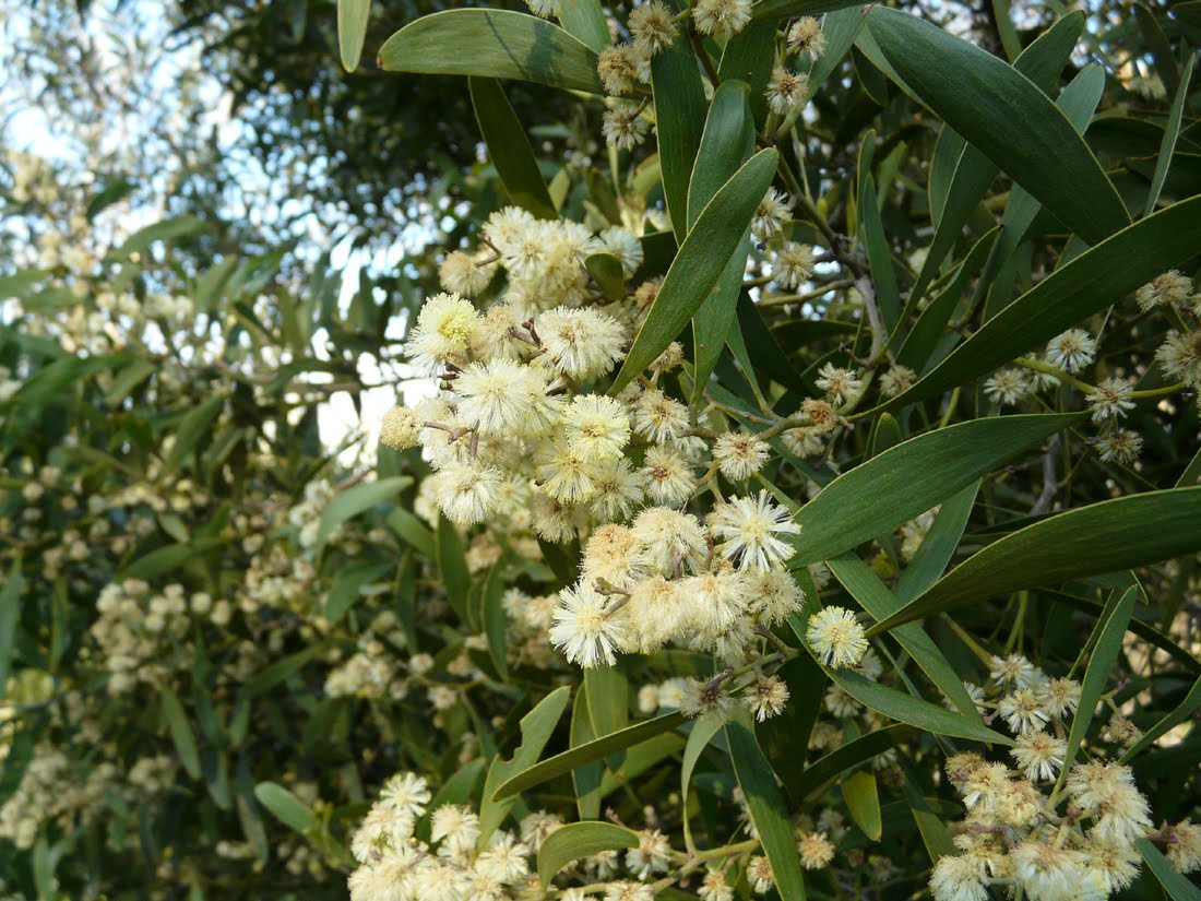 Á R B O L E S (T R E E S) y P A L M E R A S (P A L M S): Acacia ...