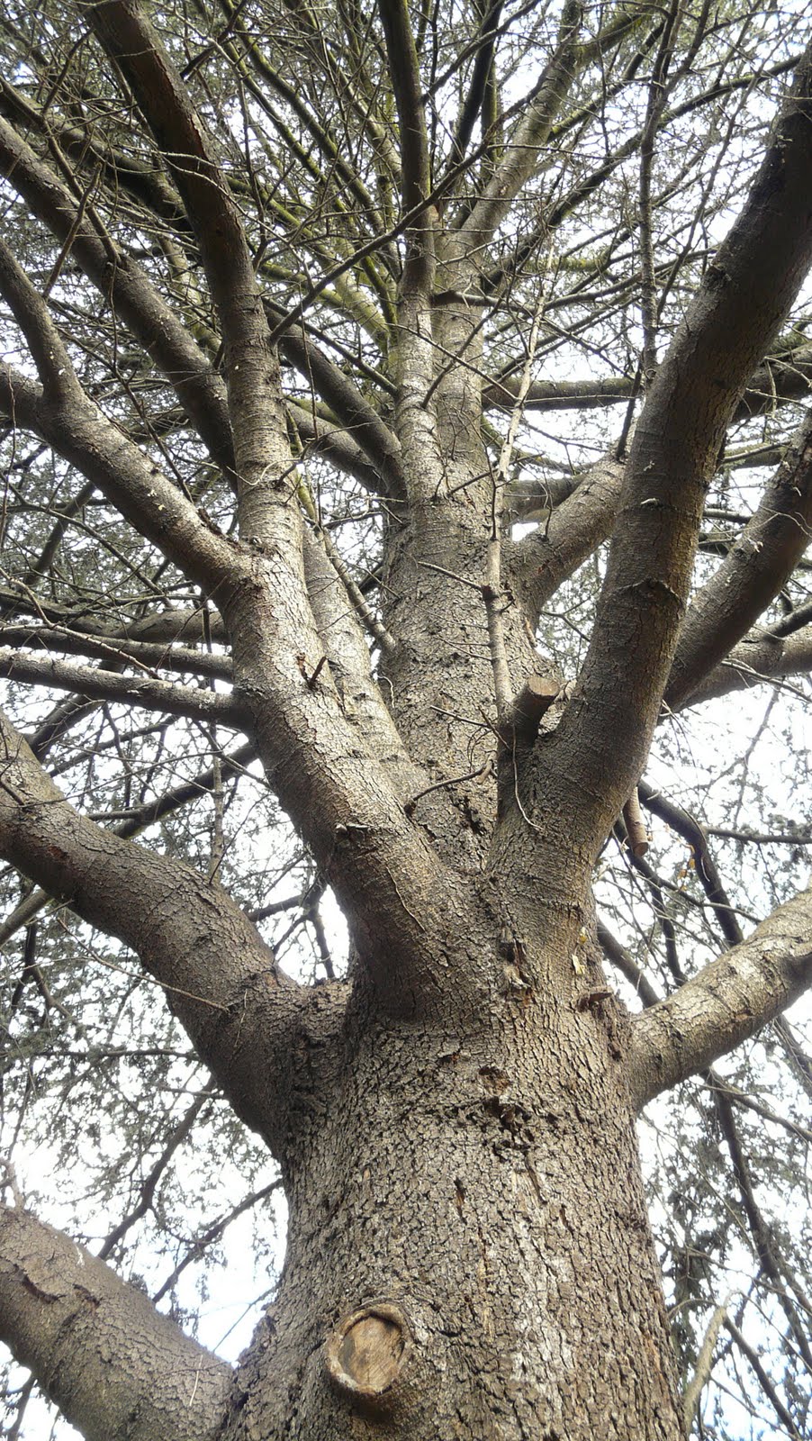 Á R B O L E S (T R E E S) y P A L M E R A S (P A L M S): Cedrus ...