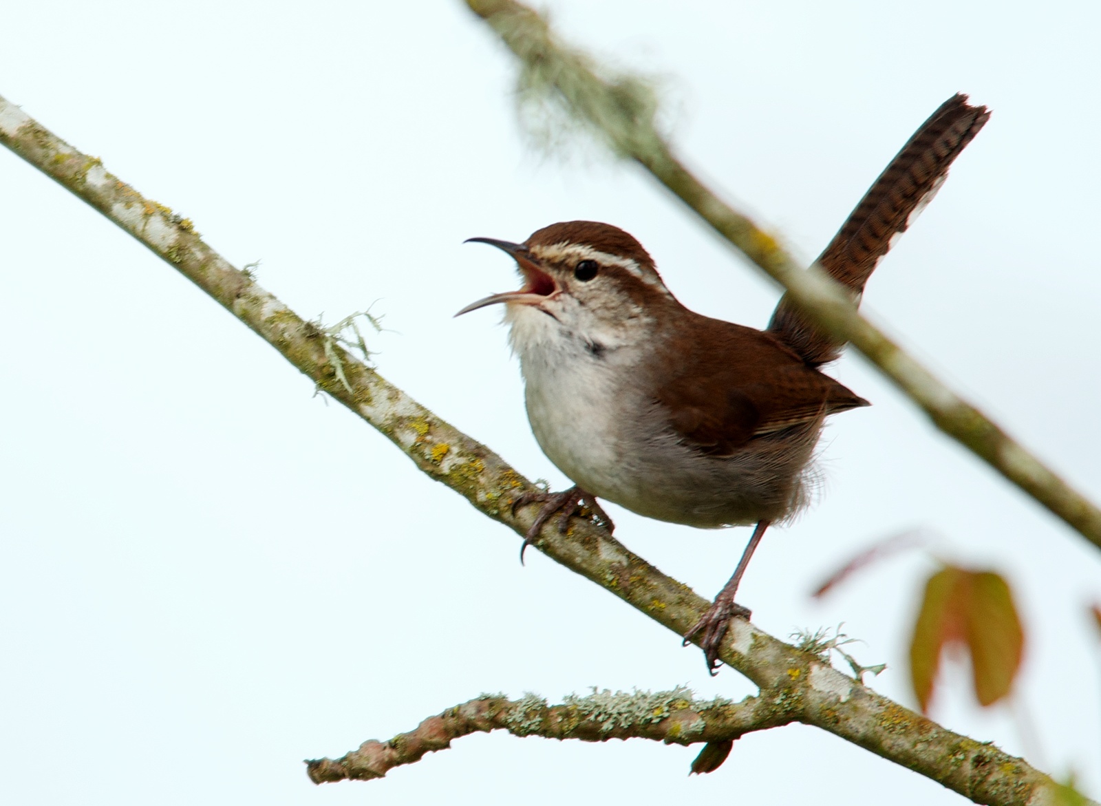 NW Bird Blog: Bewick's Wren