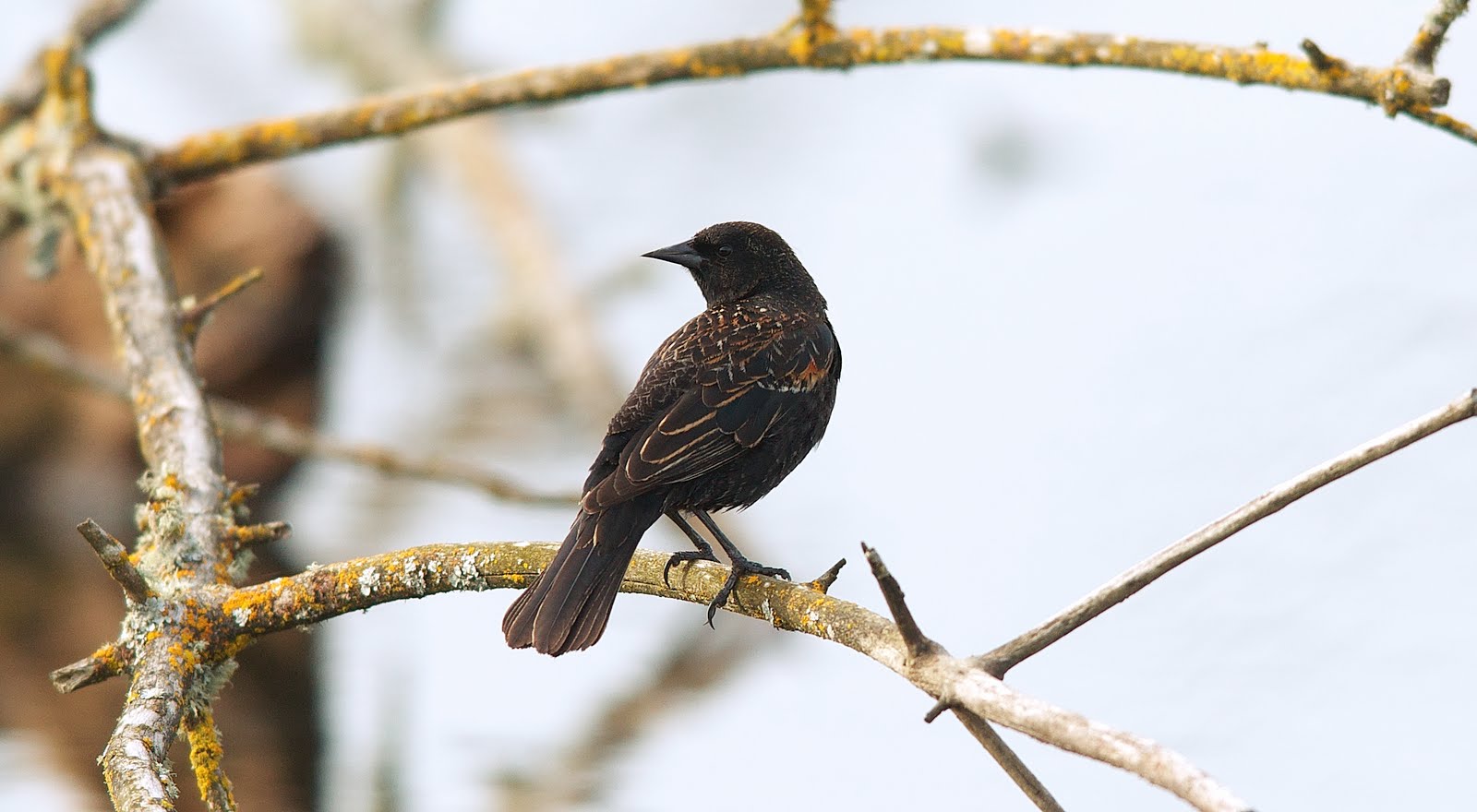 NW Bird Blog: Red-winged Blackbird - Immature
