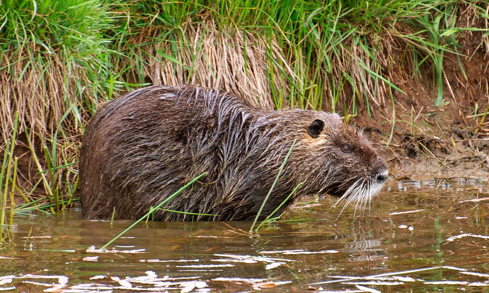 NW Bird Blog: Nutria