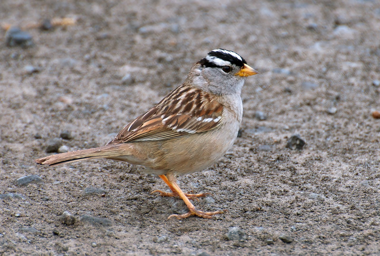 NW Bird Blog: White-crowned Sparrow