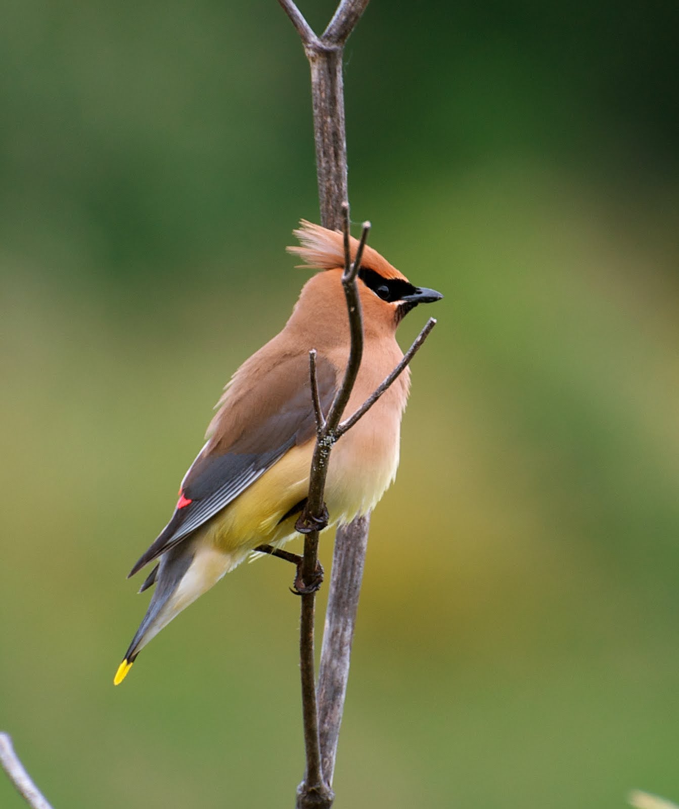 NW Bird Blog: Cedar Waxwing