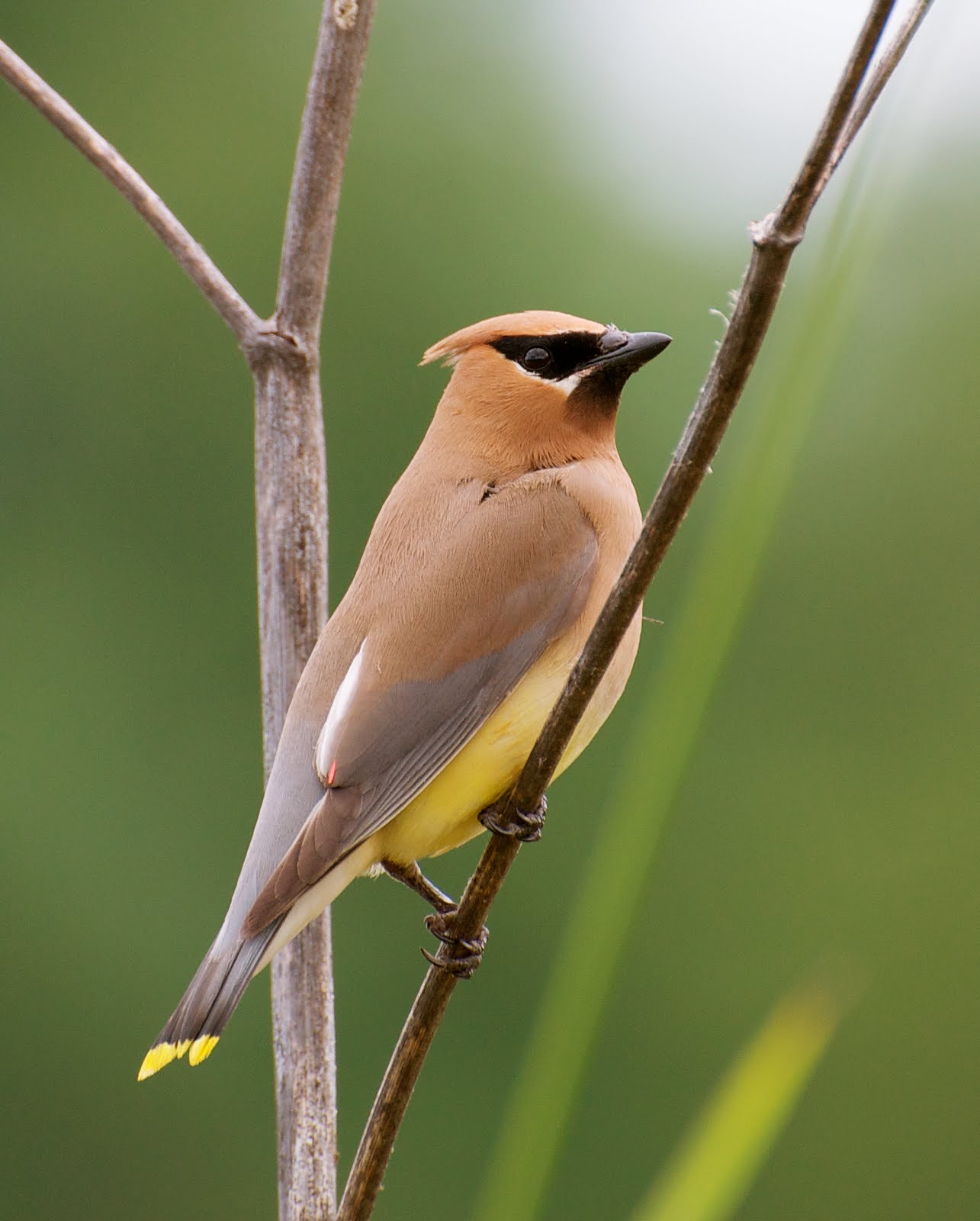 NW Bird Blog: Cedar Waxwing