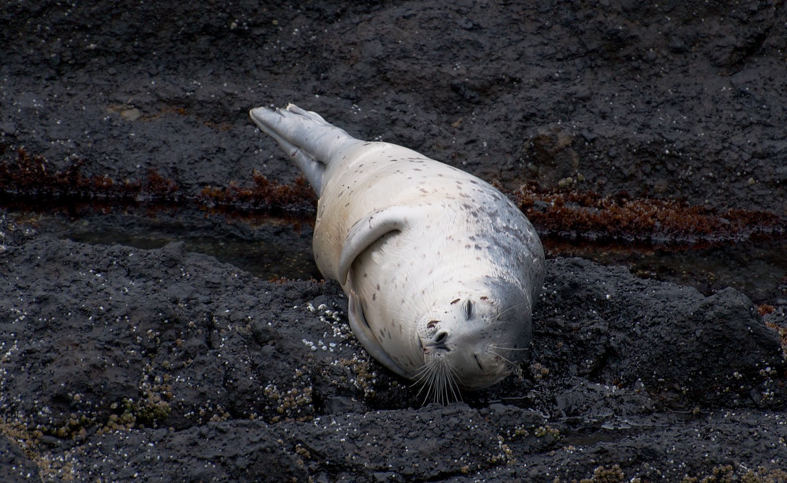 NW Bird Blog: Harbor Seal