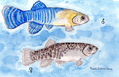 Una finestra al Delta: El Fartet (Aphanius iberus)