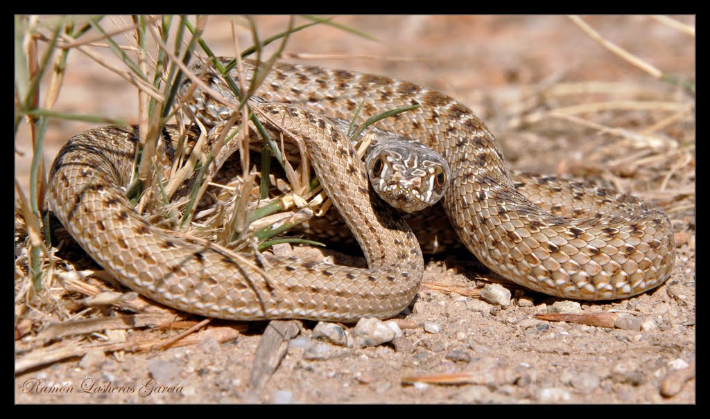 Una finestra al Delta: Serp verda (Malpolon monspessulanus)