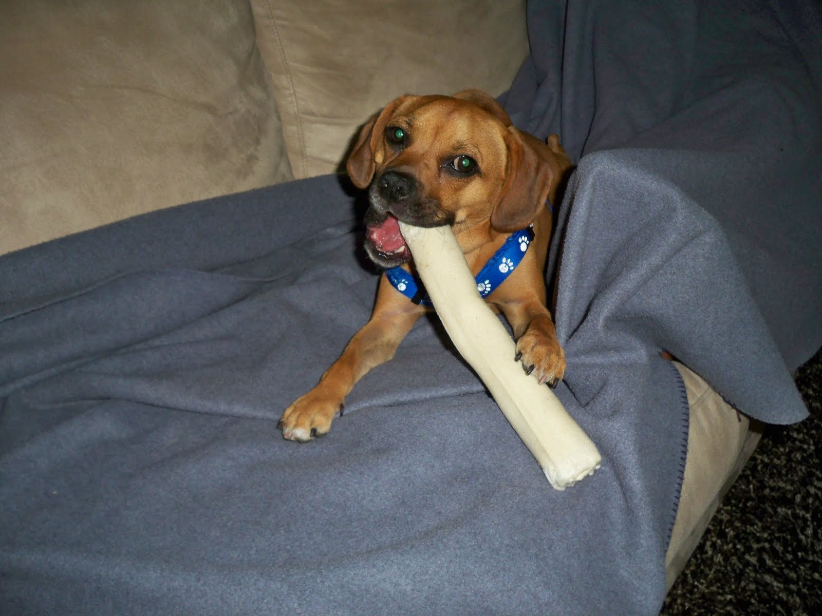 All About Bruschi! And Ebby too!: Bones, and Bully Sticks, and Puggles ...