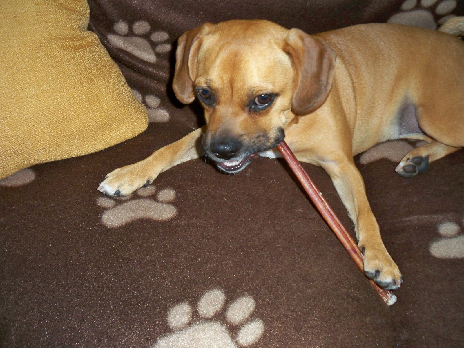 All About Bruschi! And Ebby too!: Bones, and Bully Sticks, and Puggles ...