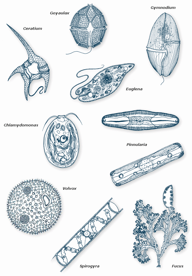 Dibujos del reino protista - Imagui