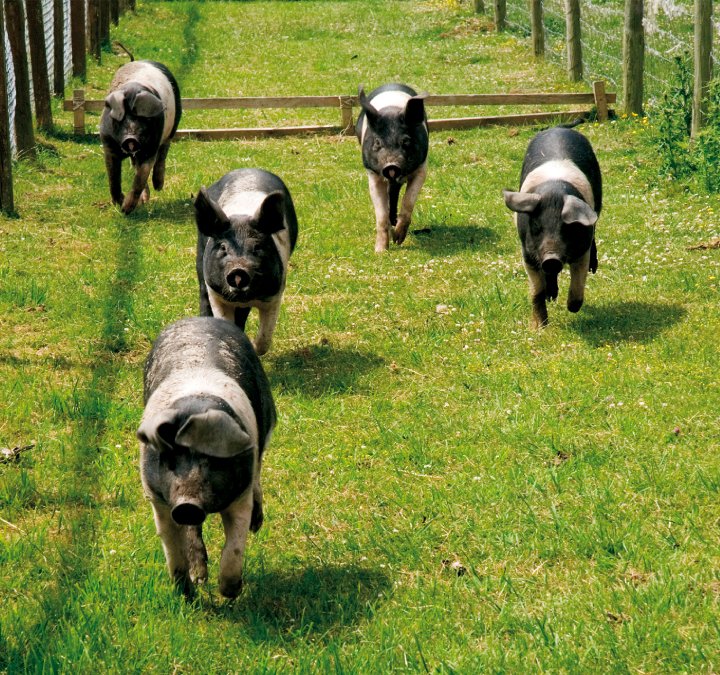 Cholderton Green Gym: About Cholderton Charlie's Rare Breeds Farm