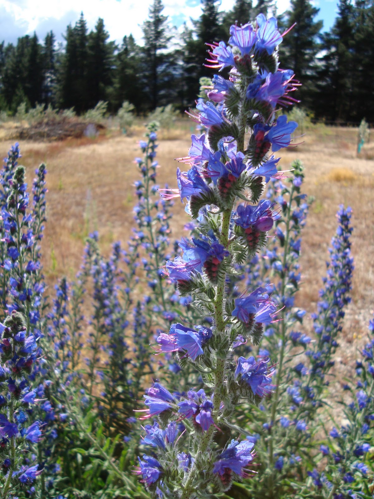 The Field of Gold: Vipers Bugloss -- Who was Salvation Jane