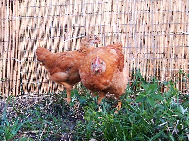 Homestead Light Condensed: The chick pics. Well adolescent chickens ...