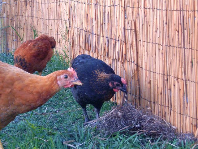 Homestead Light Condensed: The chick pics. Well adolescent chickens ...