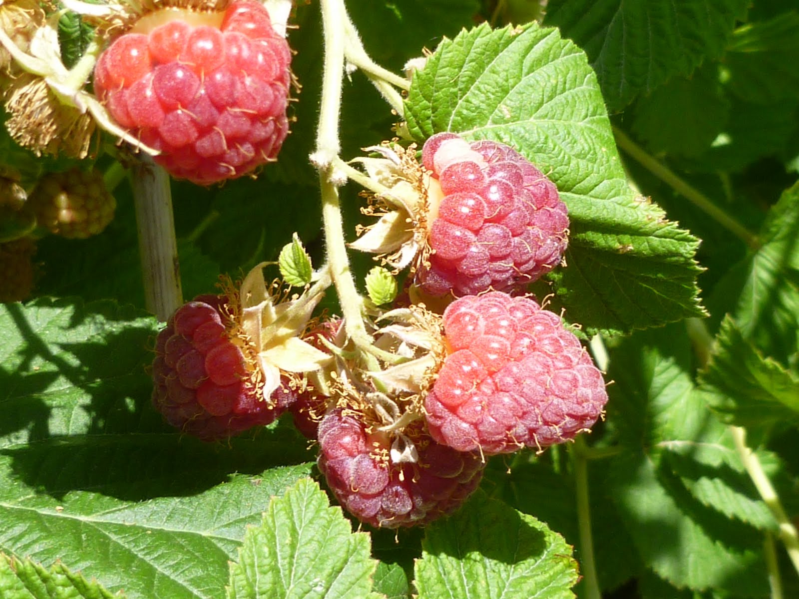 City Home/Country Home: The Raspberries Are ON!!!