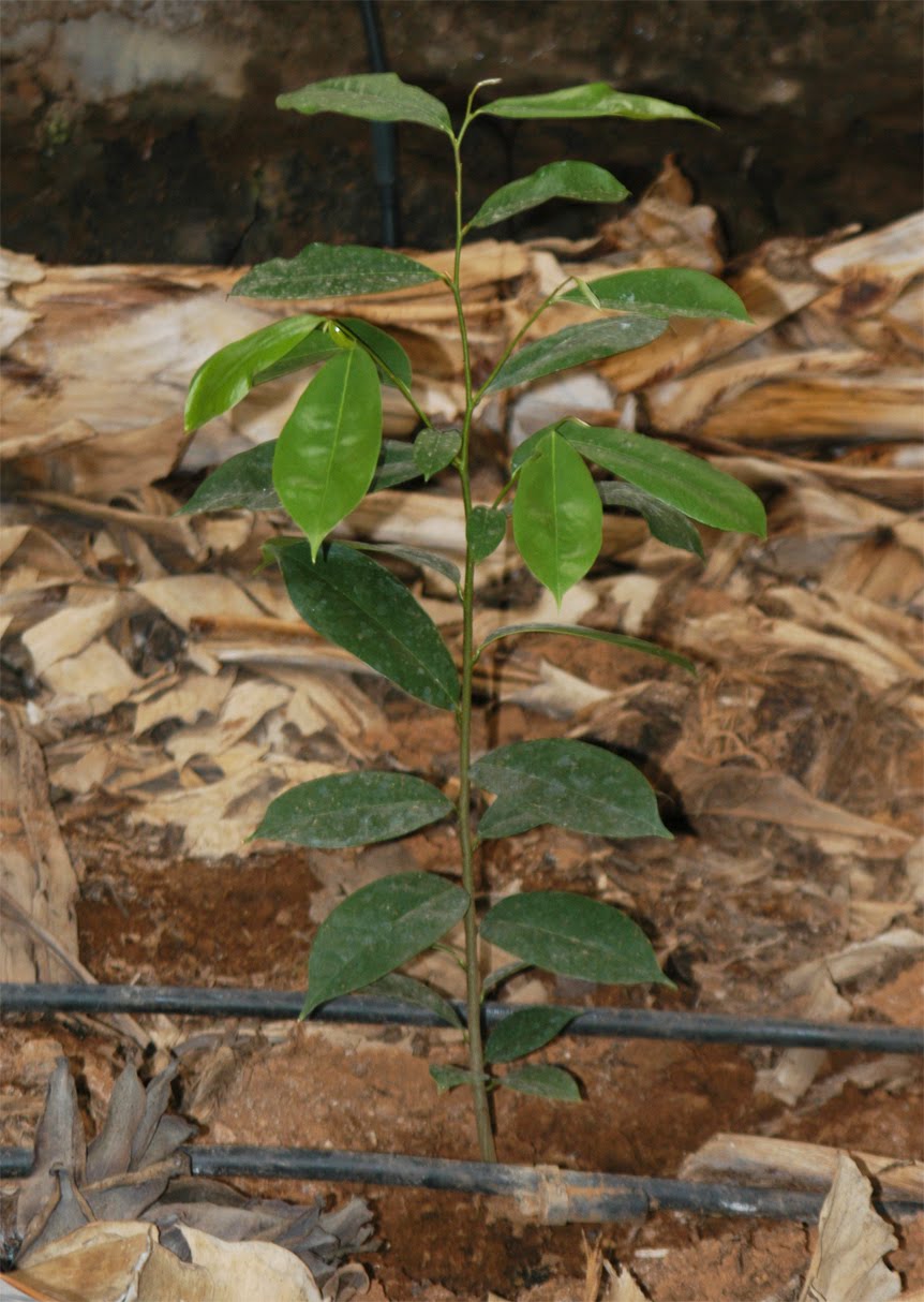 Finca Niguaria: El cultivo de la Guanabana