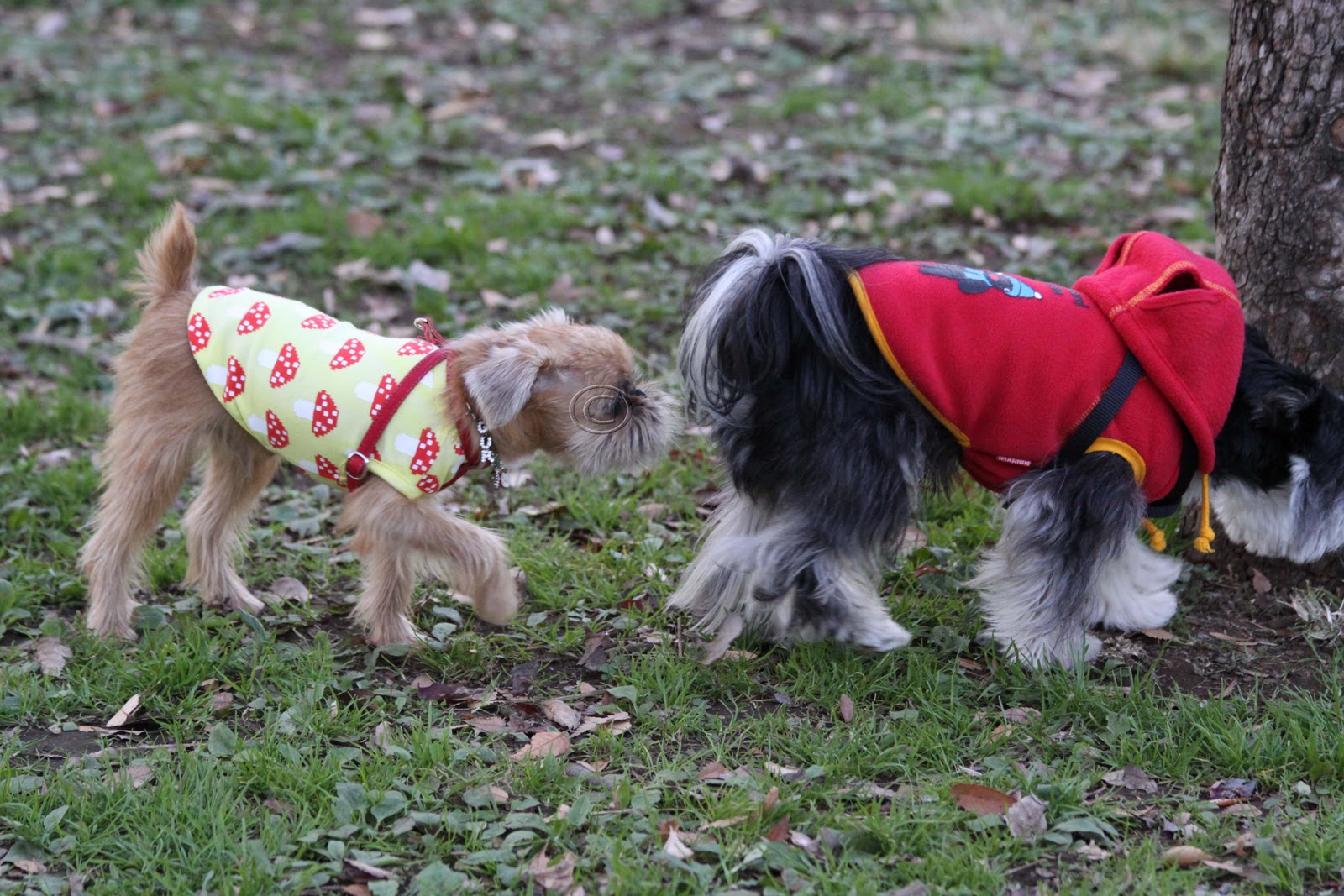Piqture-PerFect: Japan, Tokyo (Yoyogi Park) Animals