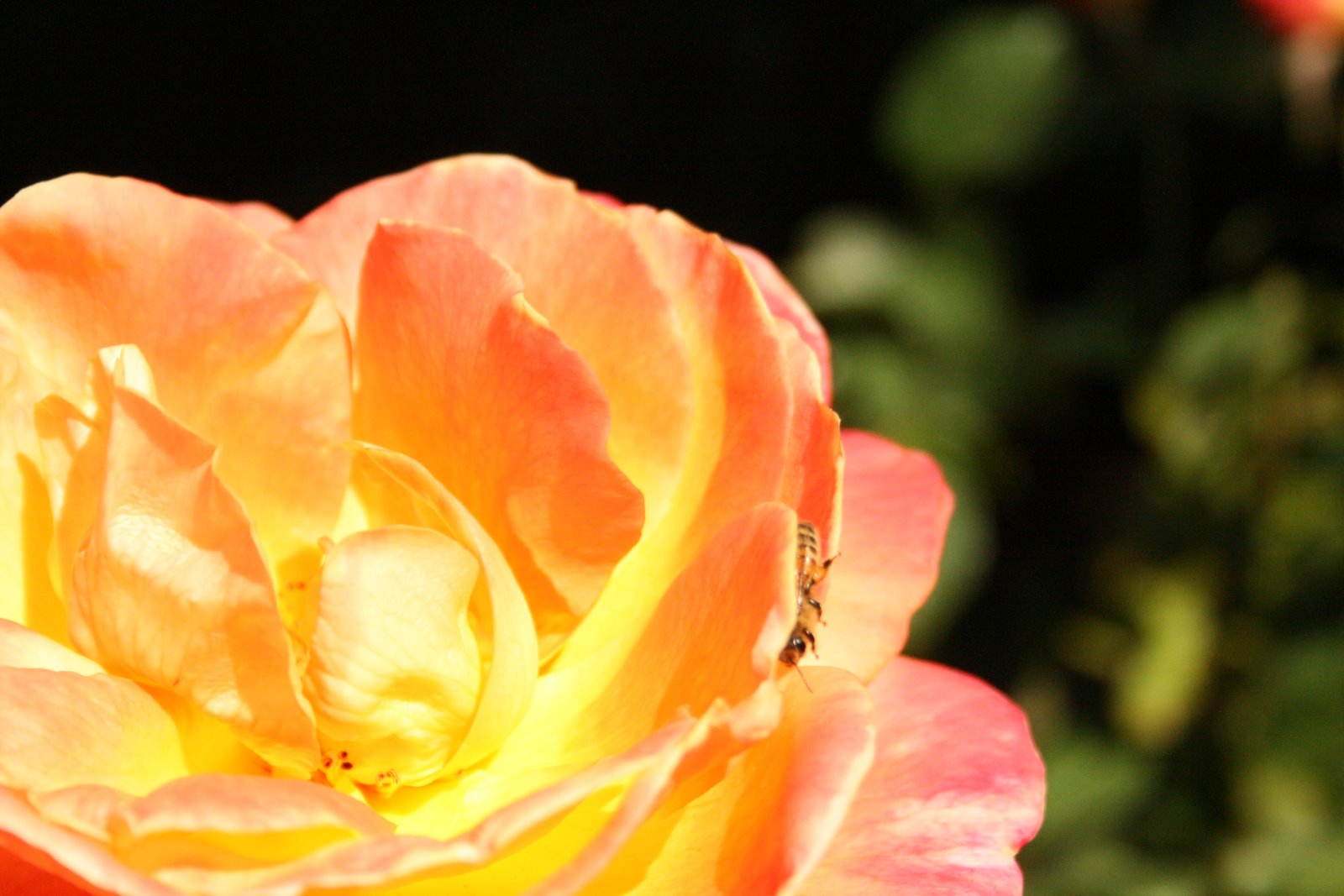 Delights of the Heart: Sunshine Rose